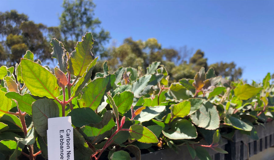 GIVING BACK, TIME FOR NATURE | Van Der Kooij